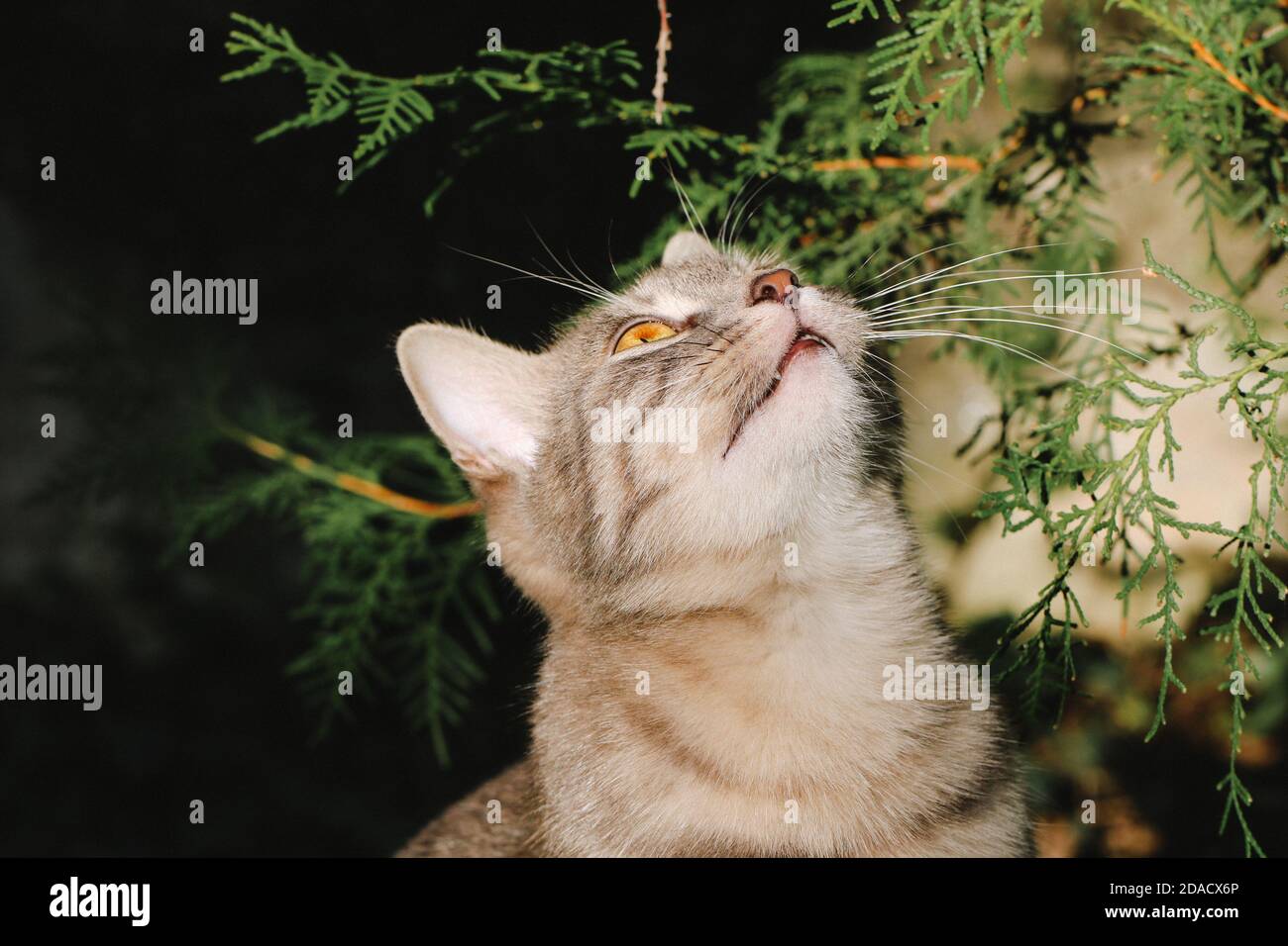 Photo of a gray cat hi-res stock photography and images - Alamy