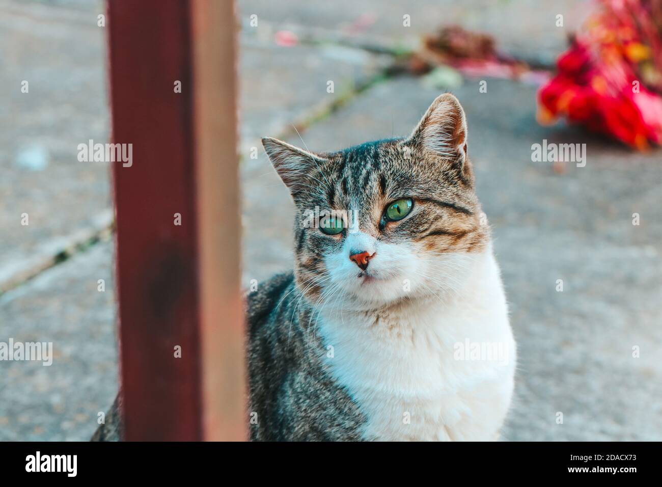 Cute backyard animals hi-res stock photography and images - Alamy