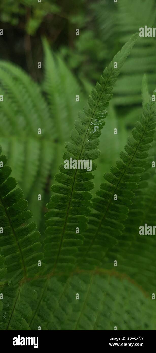 Detailed vegetation hi-res stock photography and images - Alamy