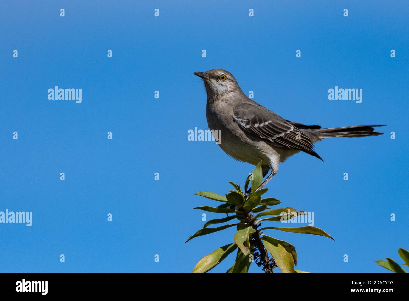 Tree birds eye view hi-res stock photography and images - Alamy