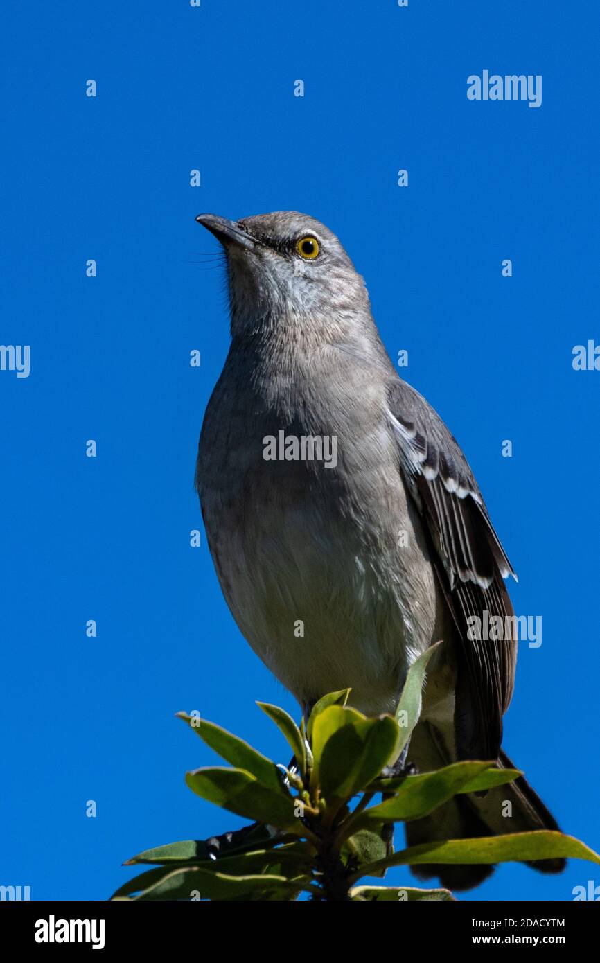 Tree birds eye view hi-res stock photography and images - Alamy