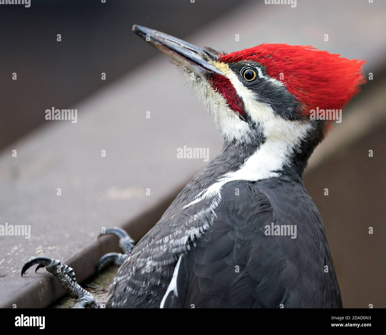 Woodpecker head close-up profile view with a blur background in its ...