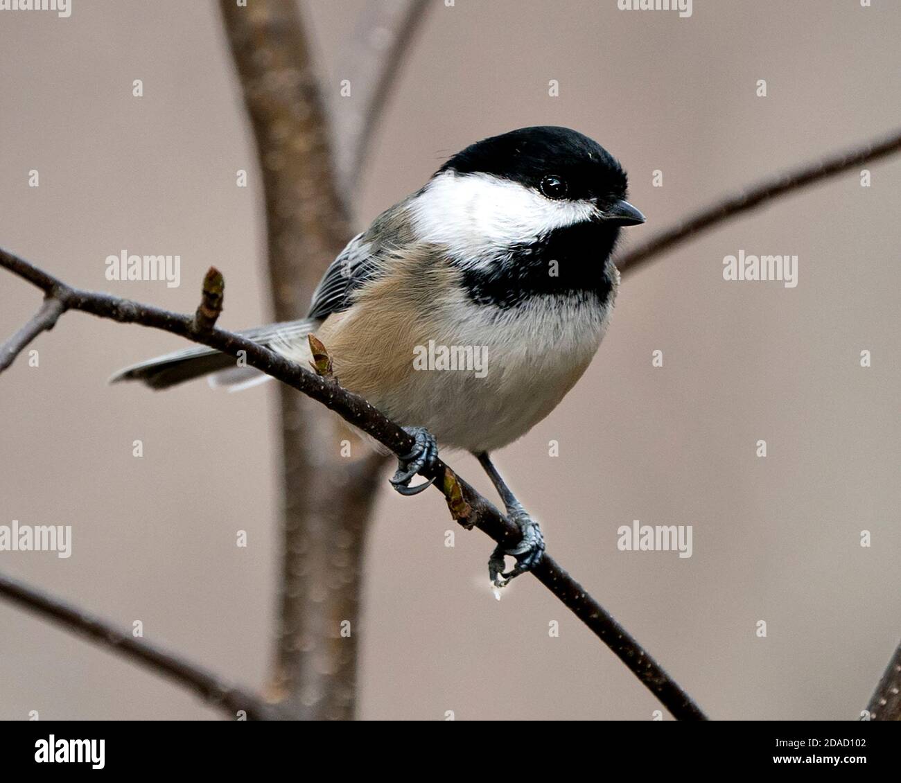 Chickadee close-up profile view perched on a branch with blur ...