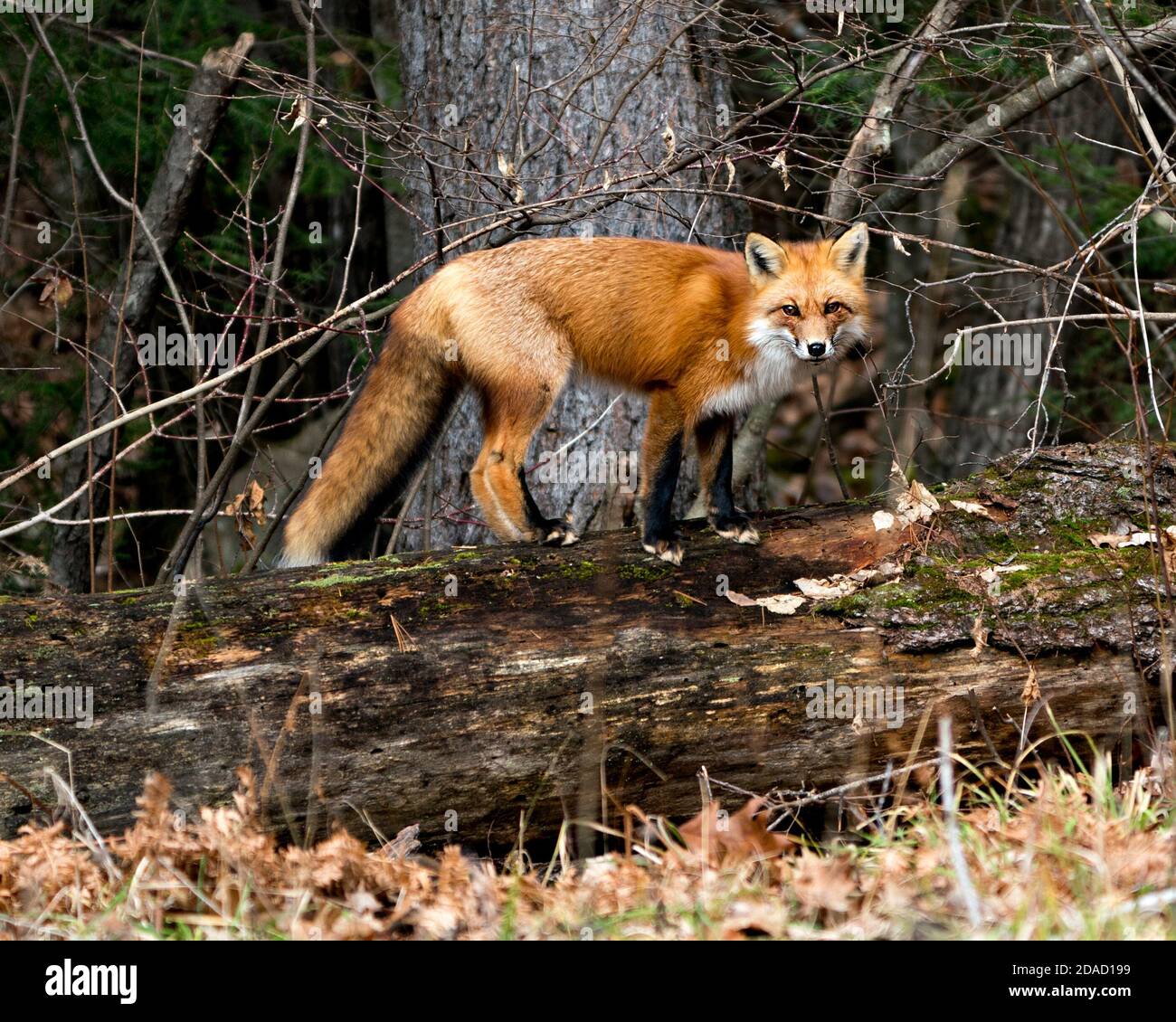 Red fox close-up profile view standing on a big moss log with a forest ...