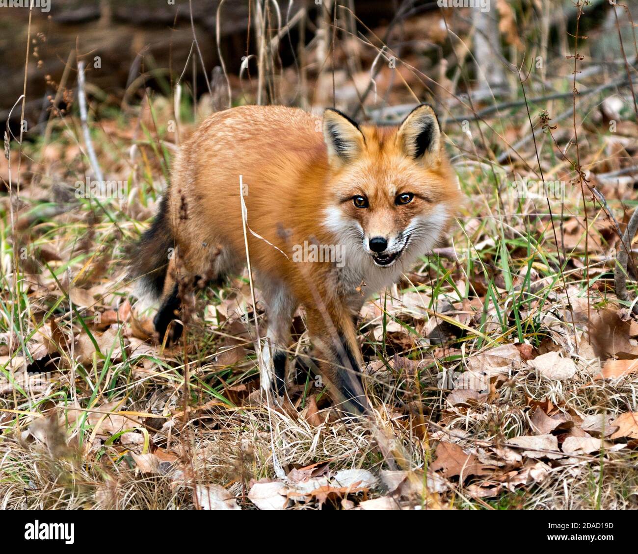 Red fox close-up profile view with blur background, foliage and autumn ...