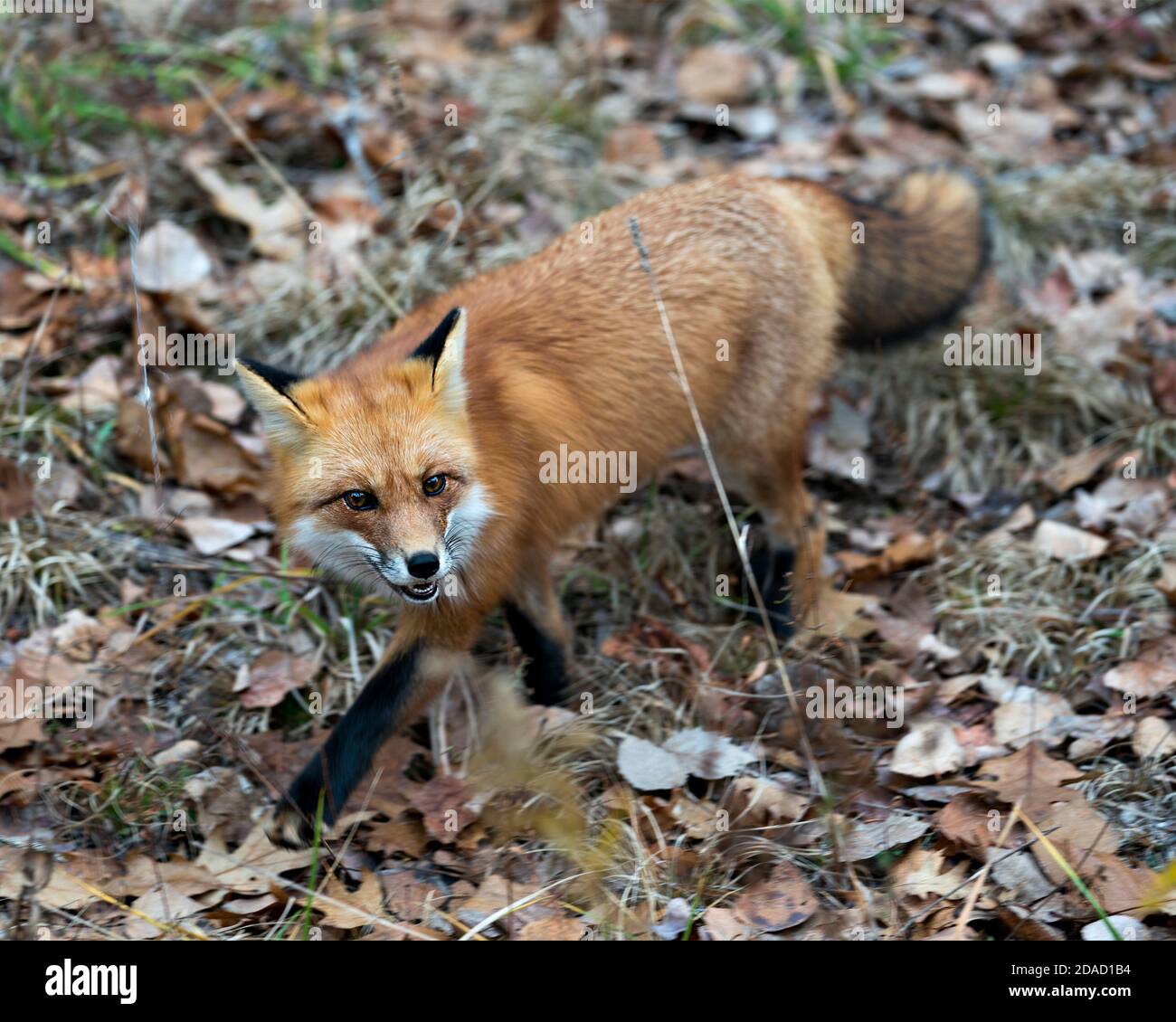 Red fox close-up profile view with blur background, moss and autumn ...