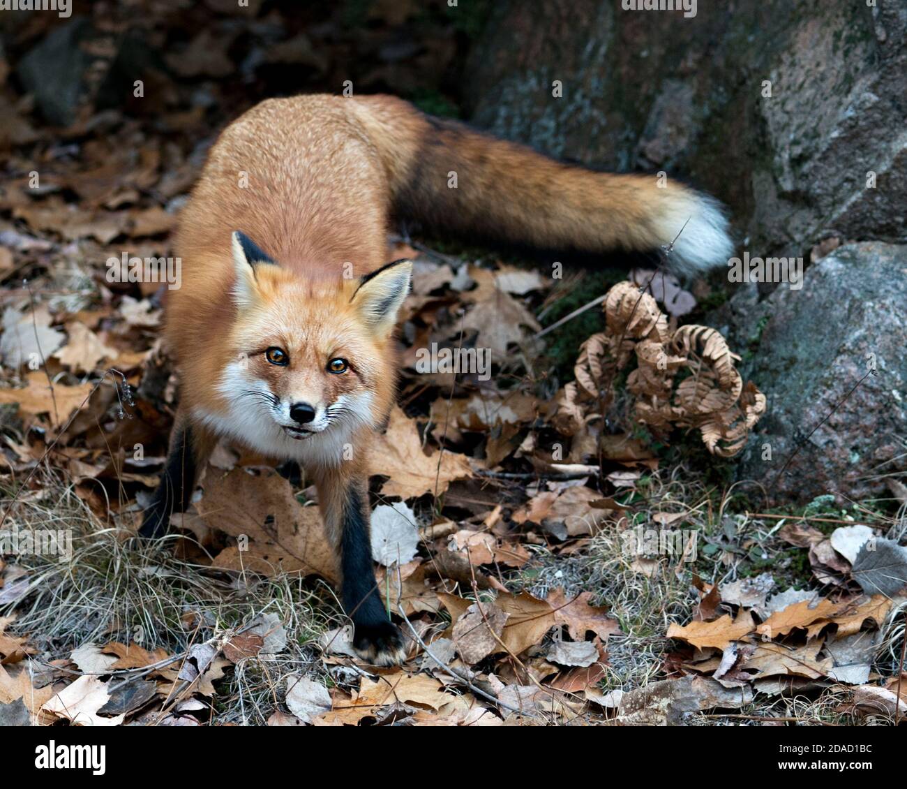 Gorgeous fluffy red fox up hi-res stock photography and images - Alamy