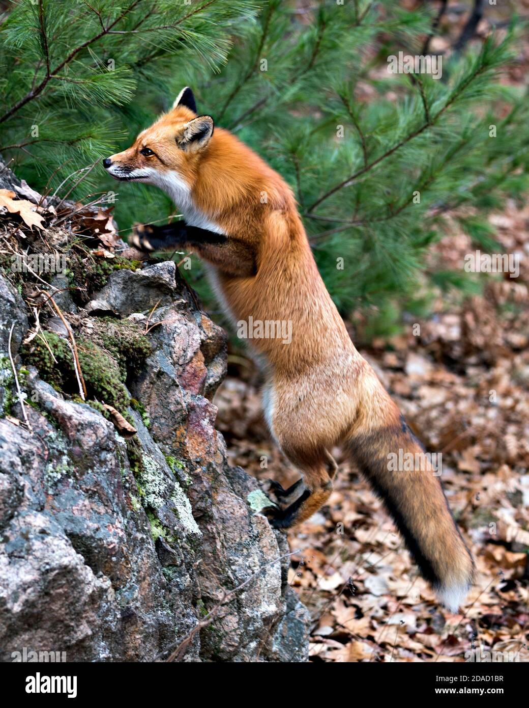 Red fox close-up profile view climbing on a big moss rock with a pine ...