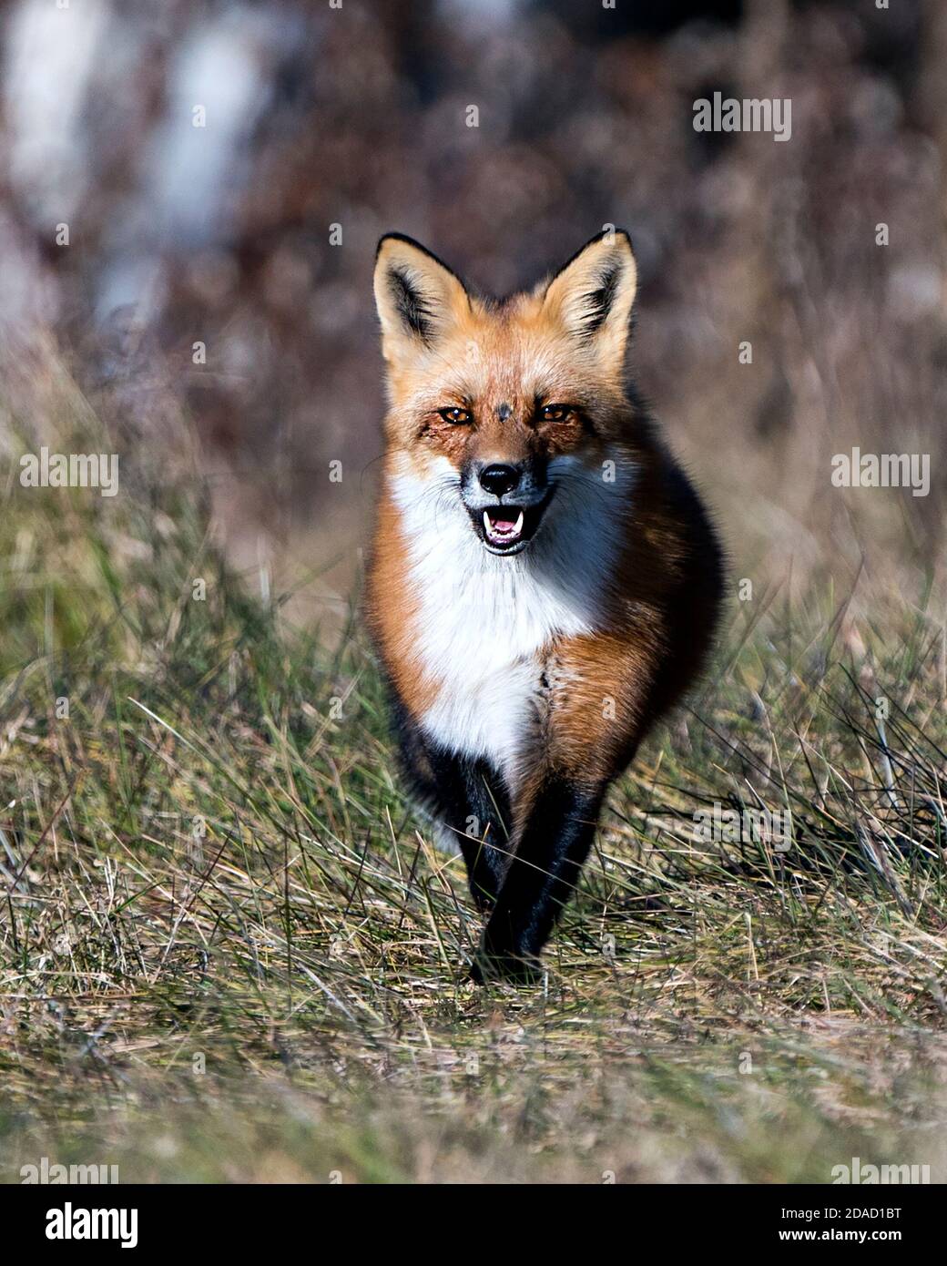 Red Fox running towards you with sunlight in its eyes with a blur ...