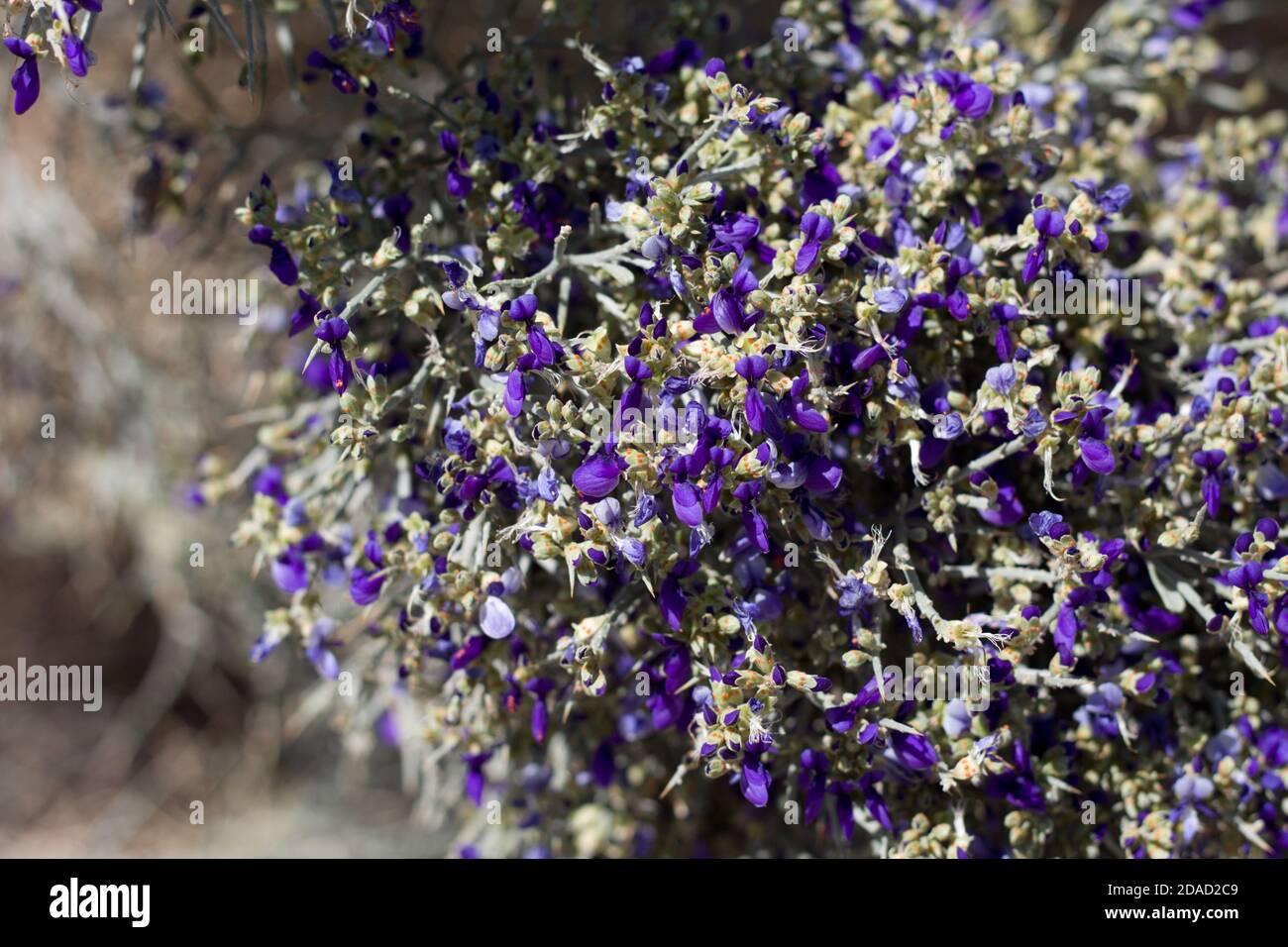 Purple spike inflorescences, Smoketree, Psorothamnus Spinosus, Fabaceae ...