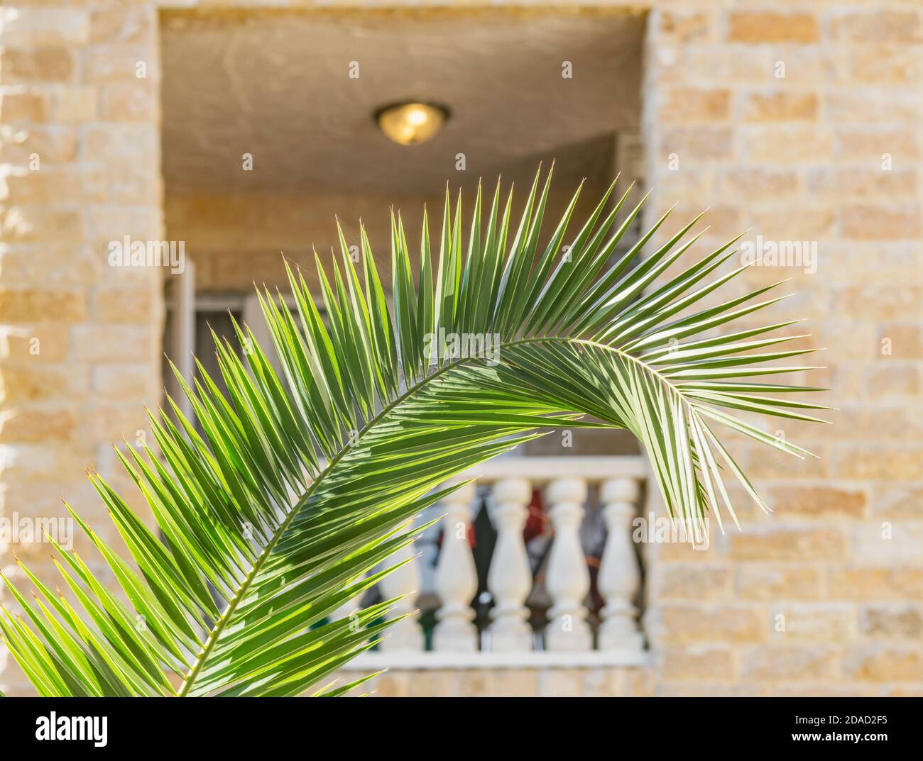 Palm tree branch in the hotel garden Stock Photo - Alamy