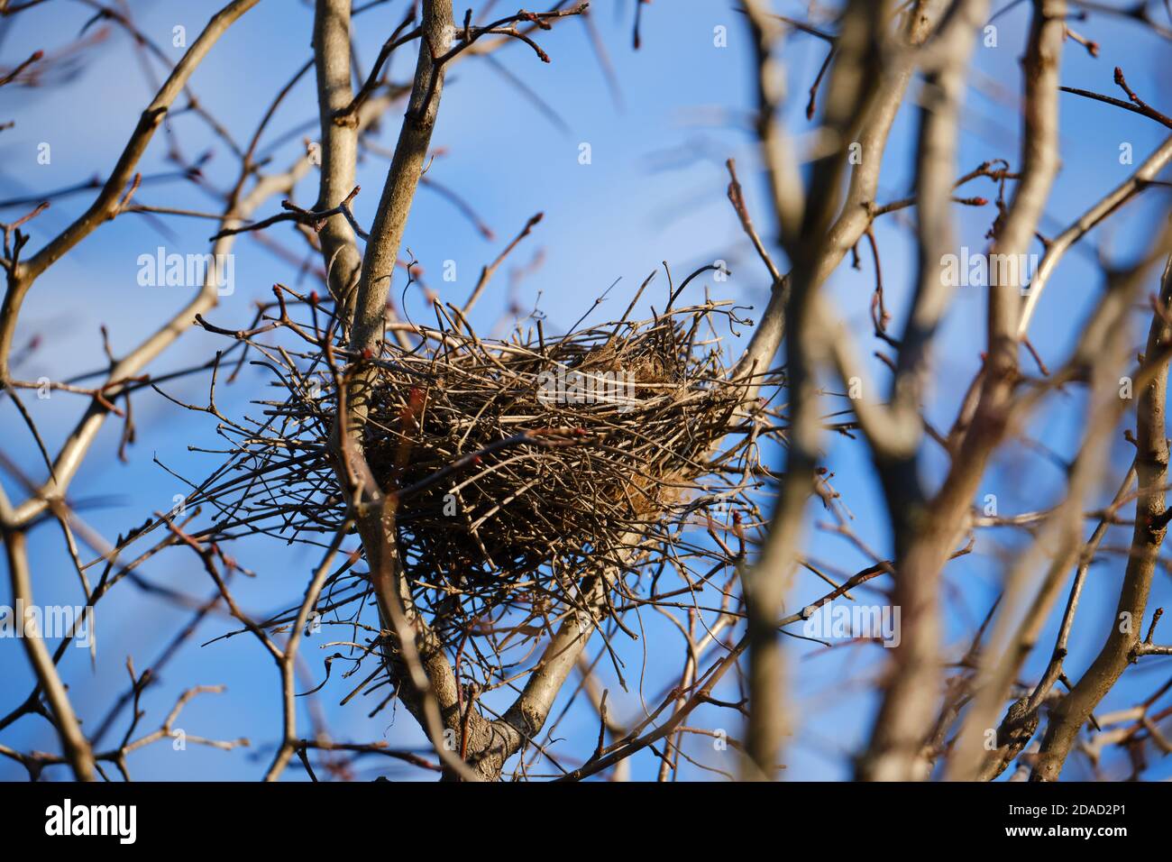Empty Bird Nest In Tree