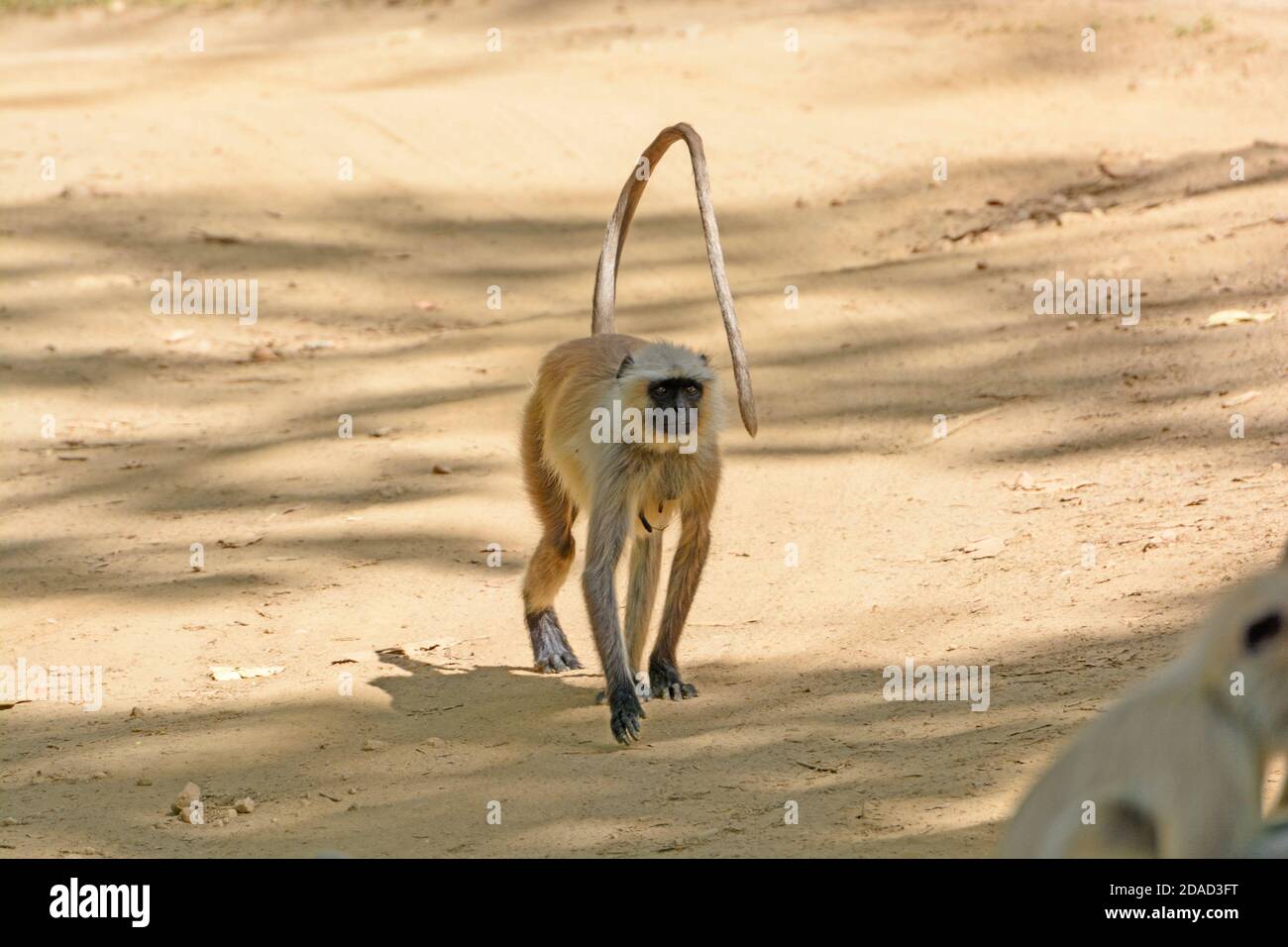 Curled tail of a monkey hi-res stock photography and images - Alamy