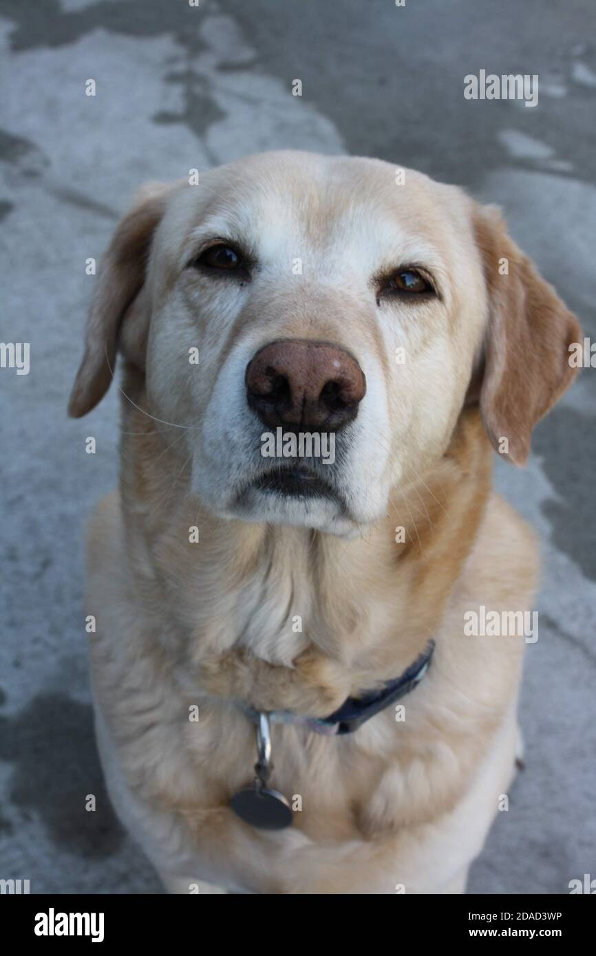 Puppy sitting and staring Stock Photo - Alamy