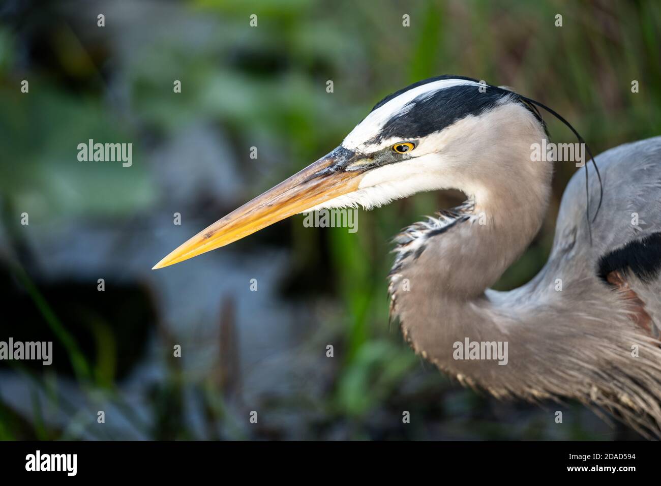 Closeup profile green heron hi-res stock photography and images - Alamy