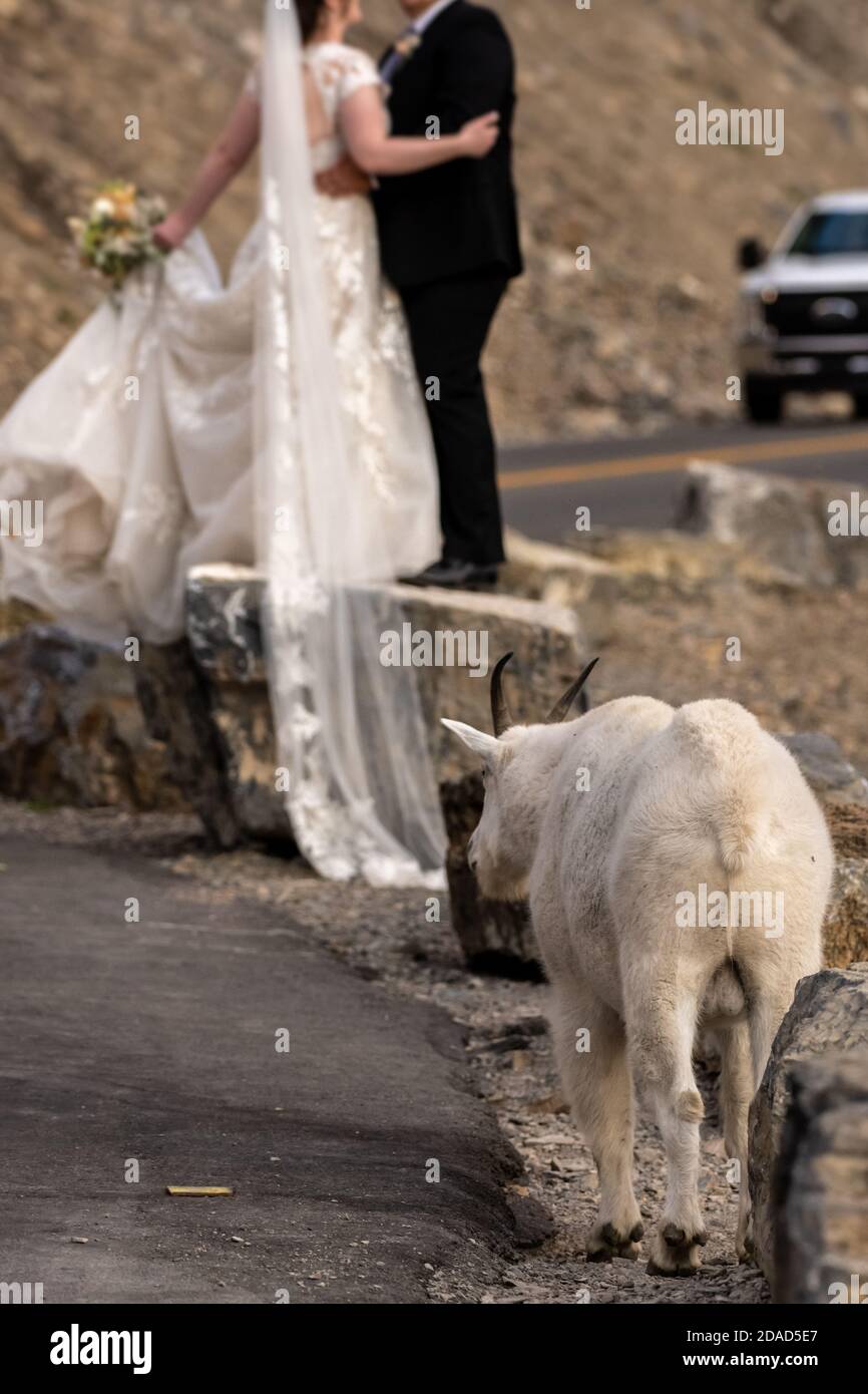 Mountain Goat Waits Patiently for Wedding Photos to end so it can pass ...