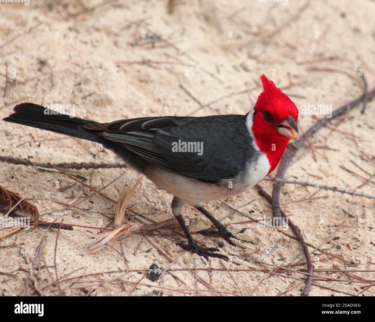 Hawaiian cardinal hi-res stock photography and images - Alamy