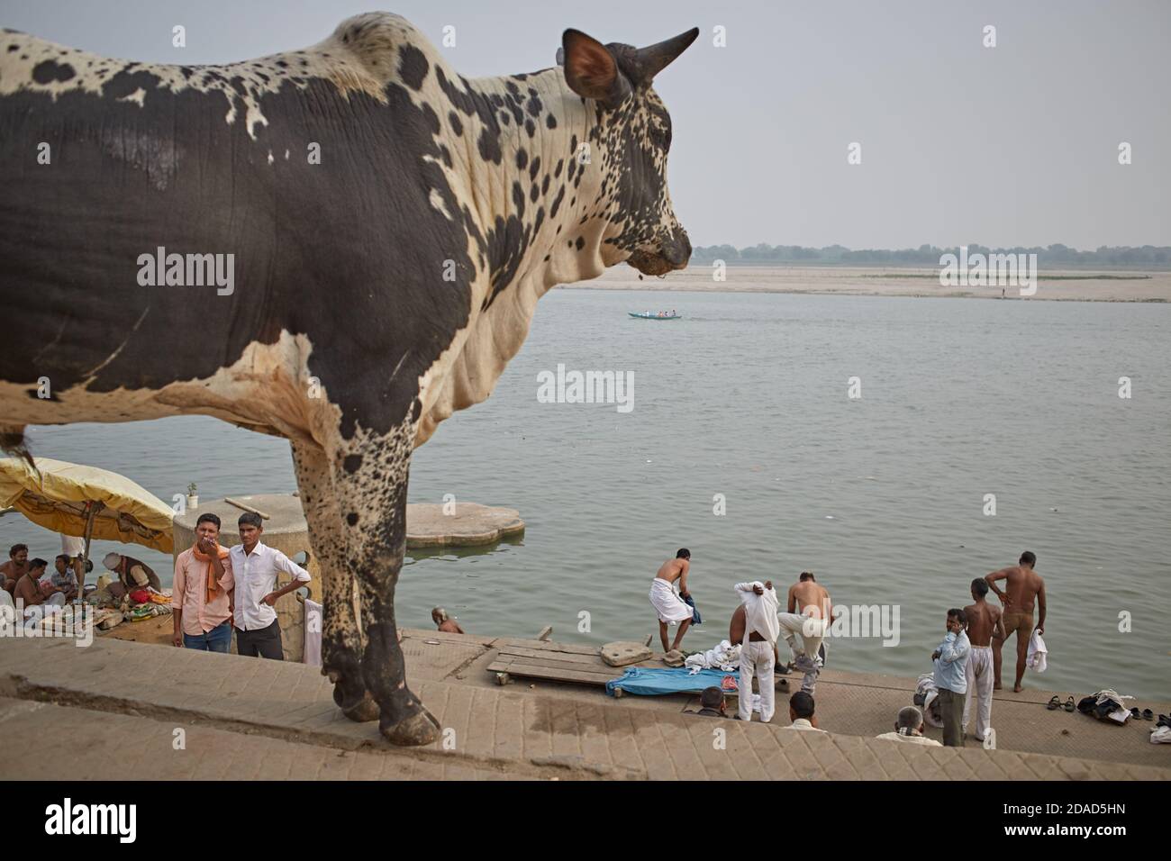 Varanasi, India, November 2011. A sacred cow in a Ganges river ghat ...