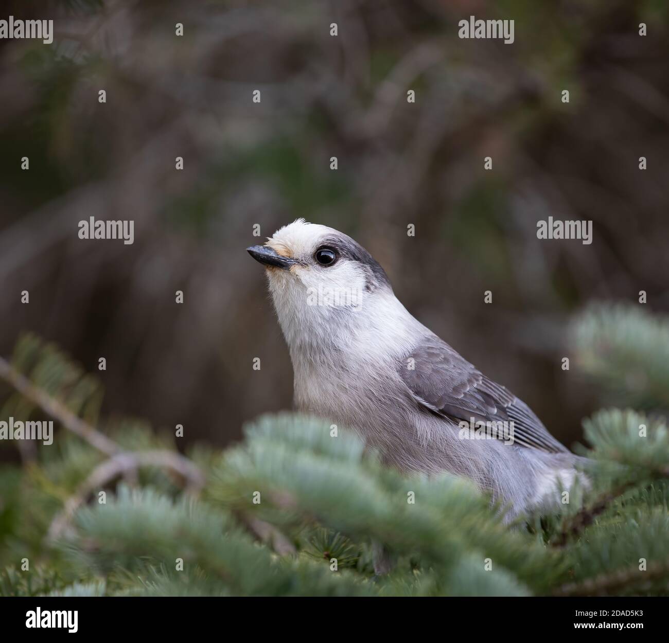 Avian anatomy hi-res stock photography and images - Alamy