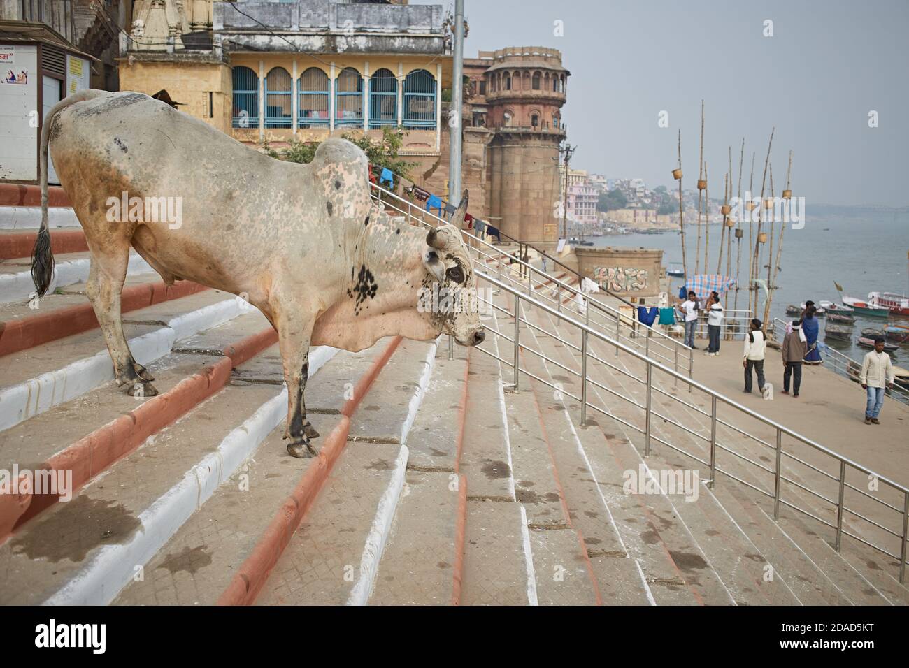 Varanasi, India, November 2011. A sacred cow in a Ganges river ghat ...