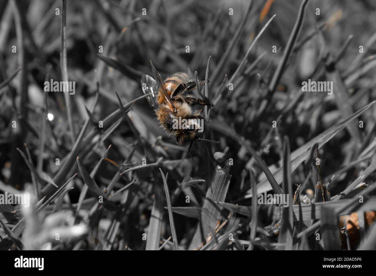Bee grass hi-res stock photography and images - Alamy