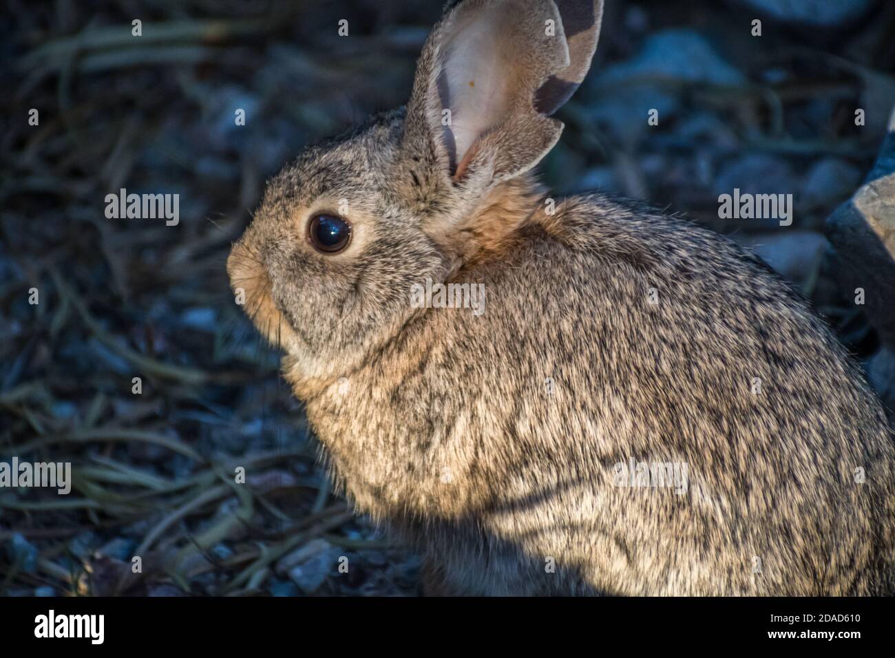 Cottontail rabbit arizona hi-res stock photography and images - Alamy
