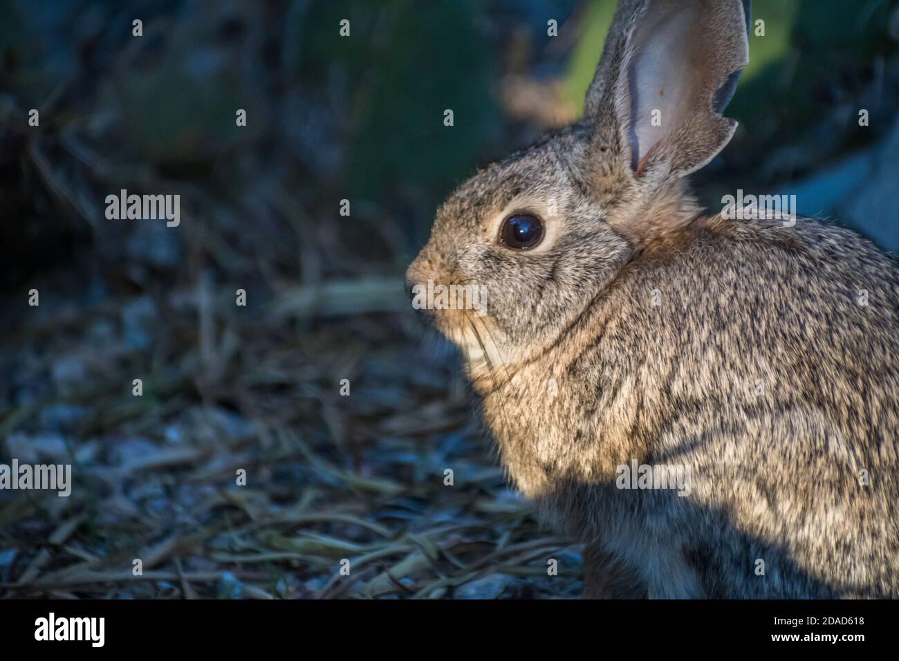 Swamp rabbit hi-res stock photography and images - Alamy