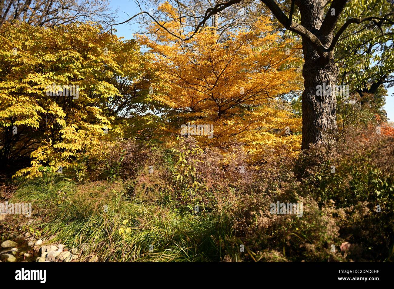 Autumn - Brooklyn Botanic Garden, Japanese Hill & Pond Garden Stock ...