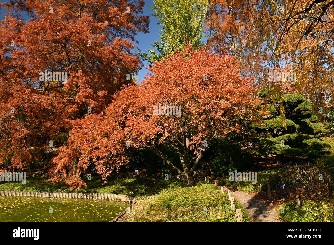 Autumn - Brooklyn Botanic Garden, Japanese Hill & Pond Garden Stock ...