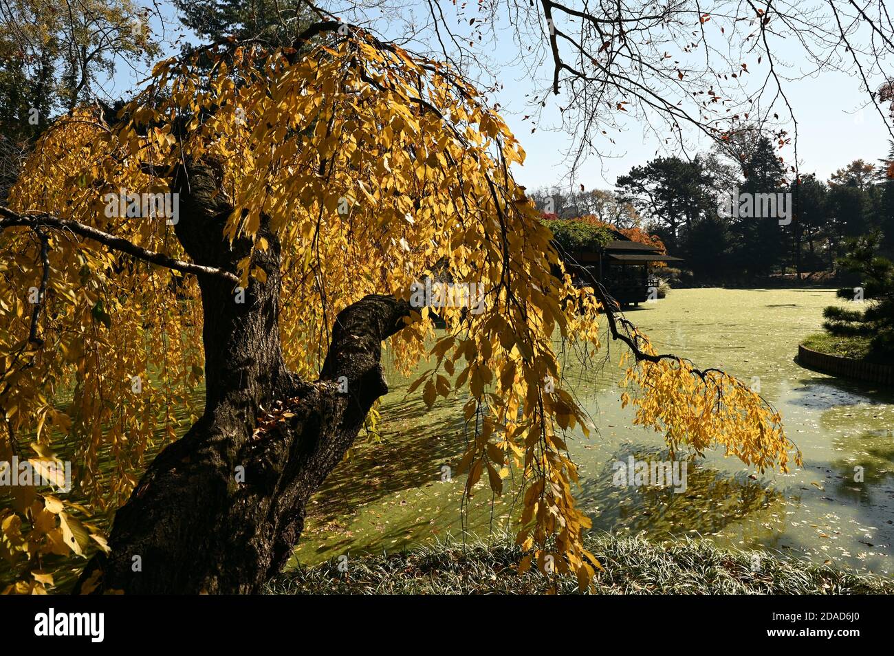Autumn - Brooklyn Botanic Garden, Japanese Hill & Pond Garden Stock ...