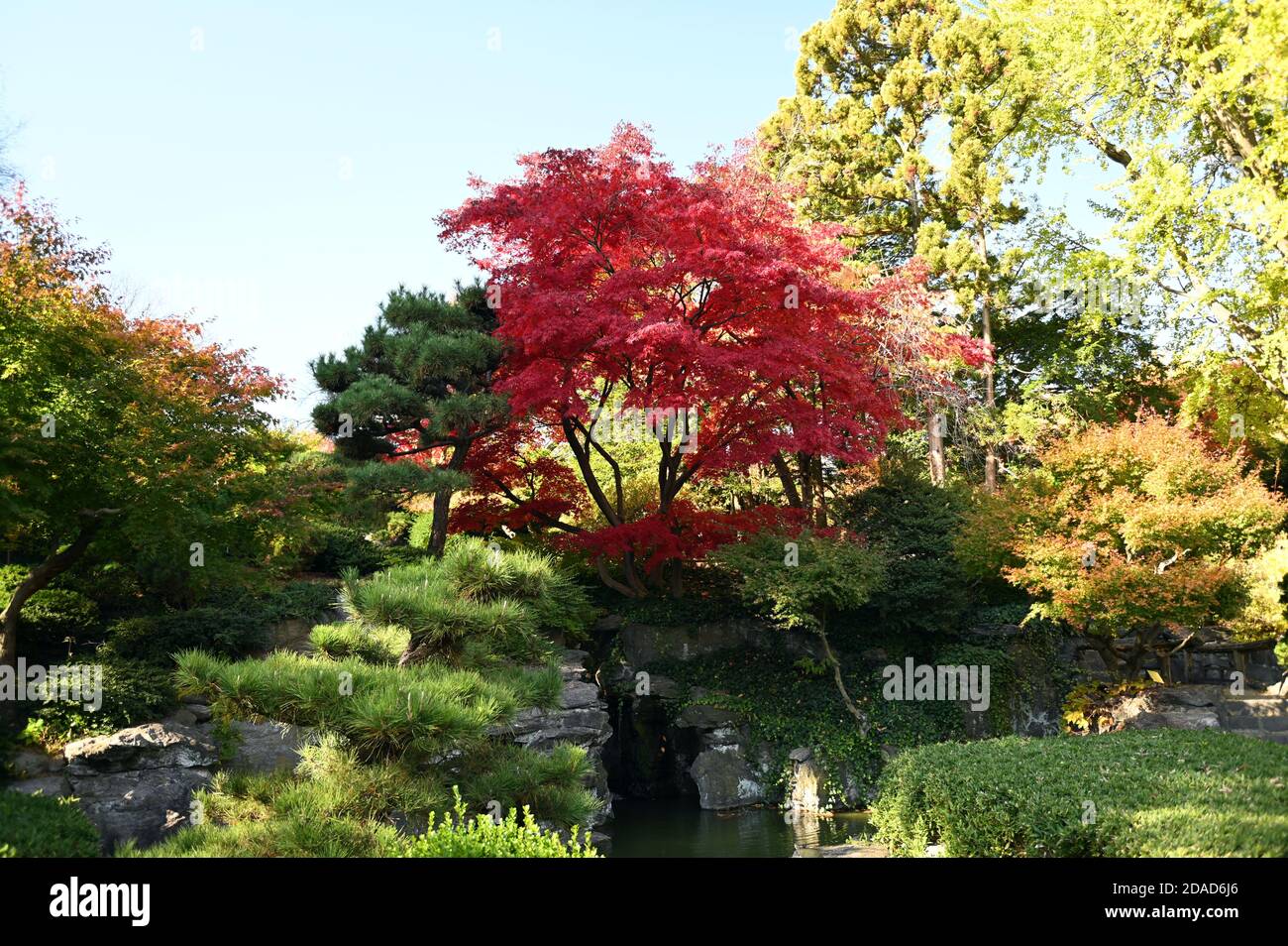 Autumn - Brooklyn Botanic Garden, Japanese Hill & Pond Garden Stock ...