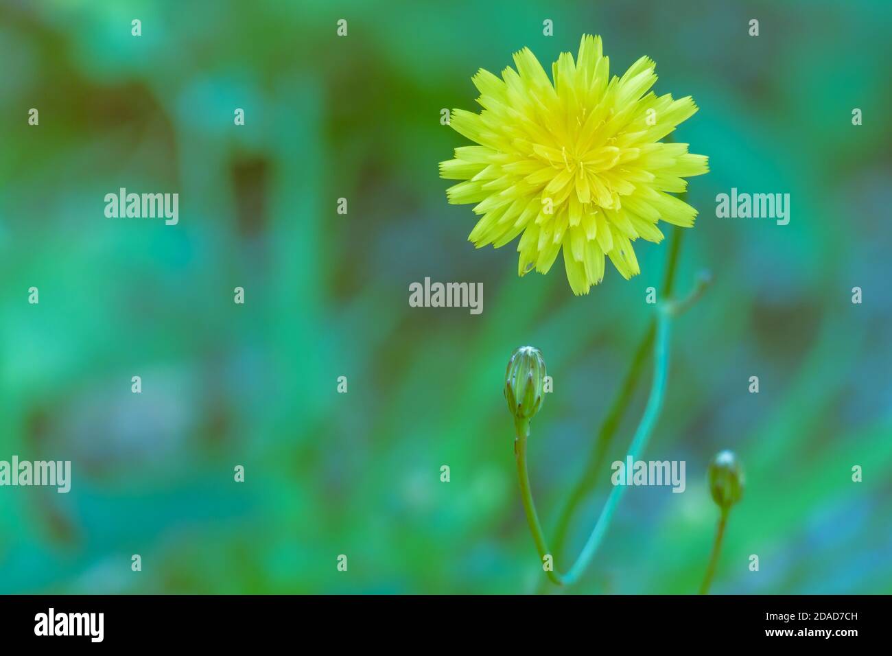 dandelion flower close up view outdoors taraxacum plant Stock Photo - Alamy