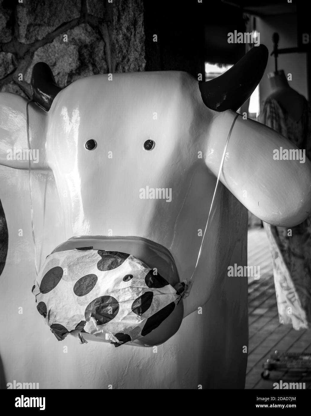 Wooden Statue of a Cow with a Canadian Maple Leaf Face Mask Stock Photo ...