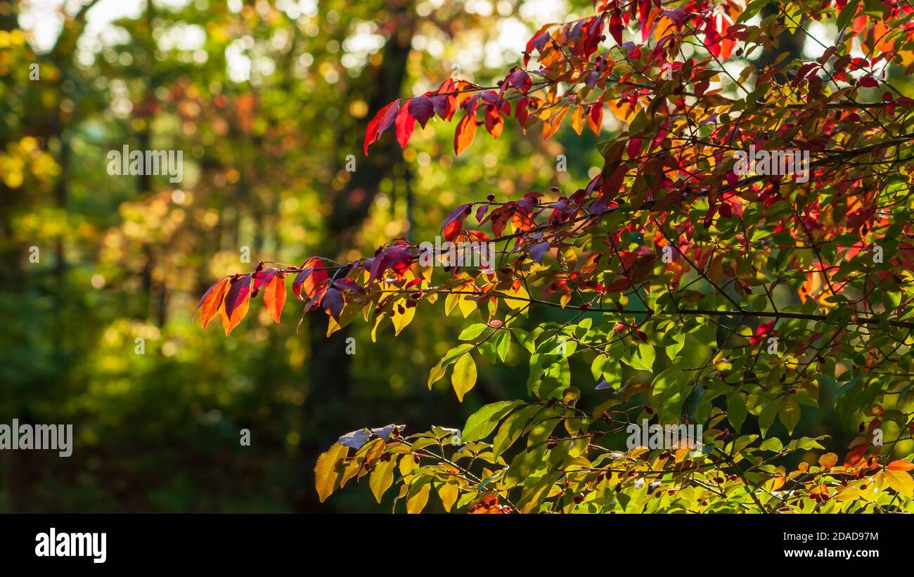 Tupelo nyssa sylvatica hi-res stock photography and images - Alamy