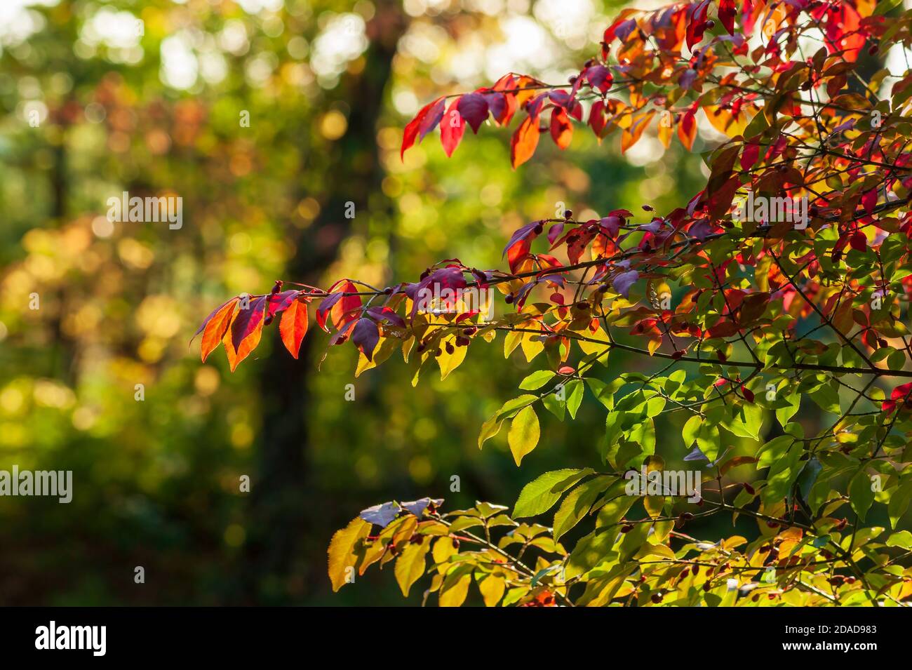 Black tupelo (Nyssa sylvatica). Branch with leaves changing colors and ...