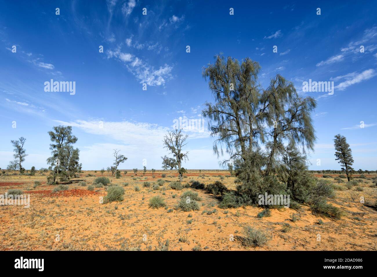 A rare tree hi-res stock photography and images - Alamy