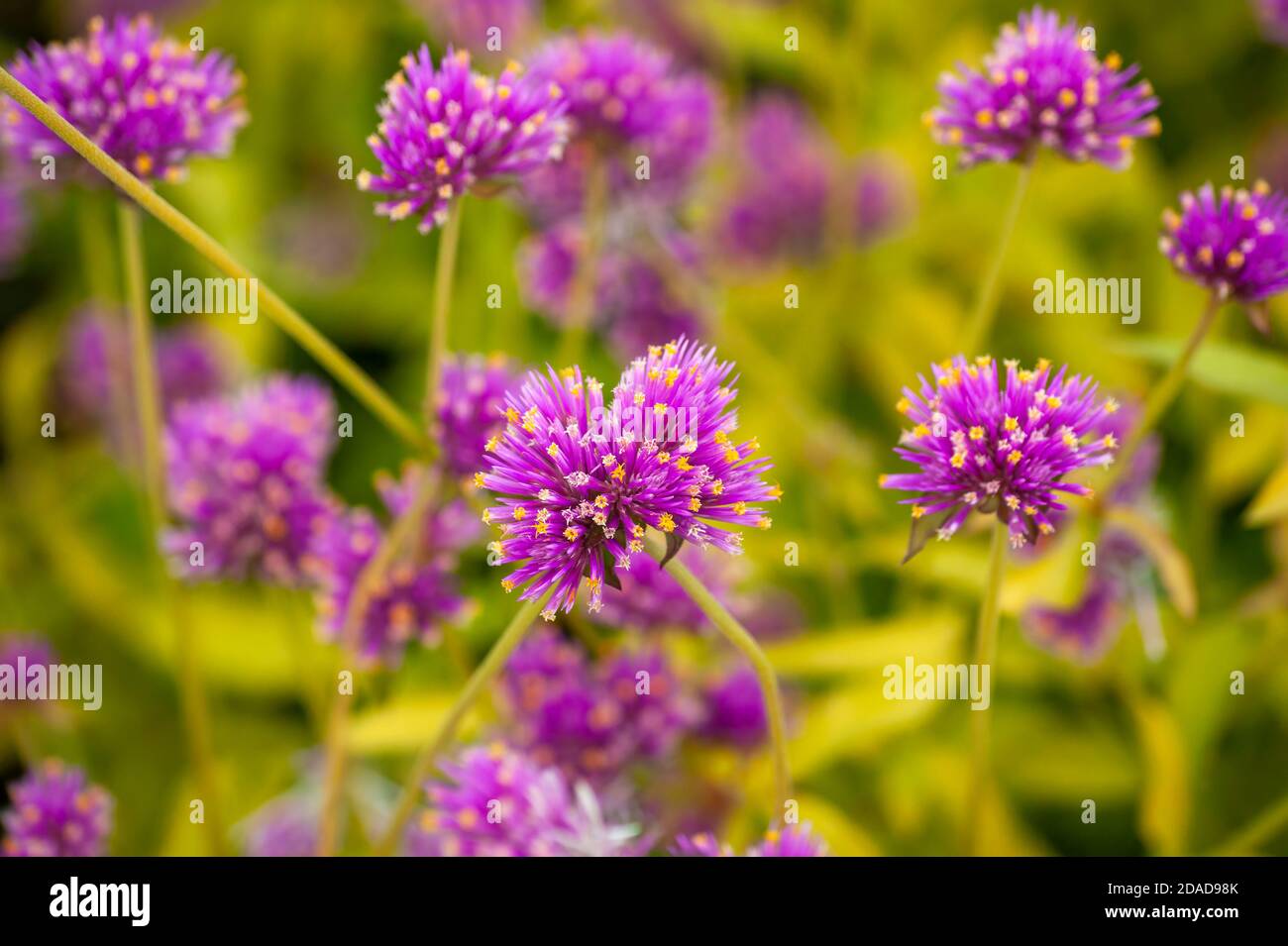 Makhmali flower hi-res stock photography and images - Alamy