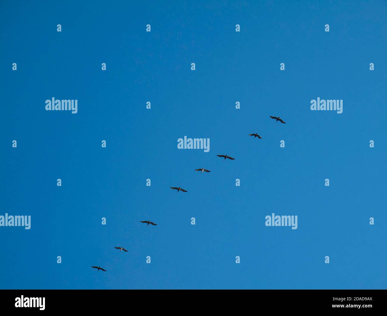 Birds flying in staggered line with copy space Stock Photo - Alamy