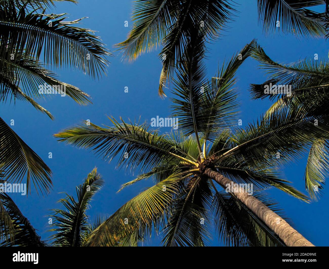 Palm trees and leaves looking up with blue sky Stock Photo - Alamy