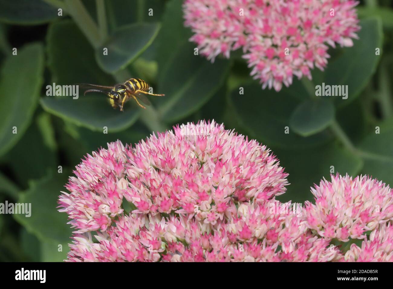 Bumble Bee's pollinating in a backyard. London Ontario Canada. Luke ...