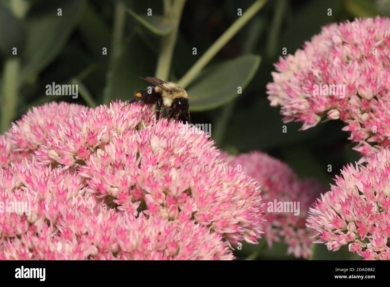 Bumble Bee's pollinating in a backyard. London Ontario Canada. Luke ...