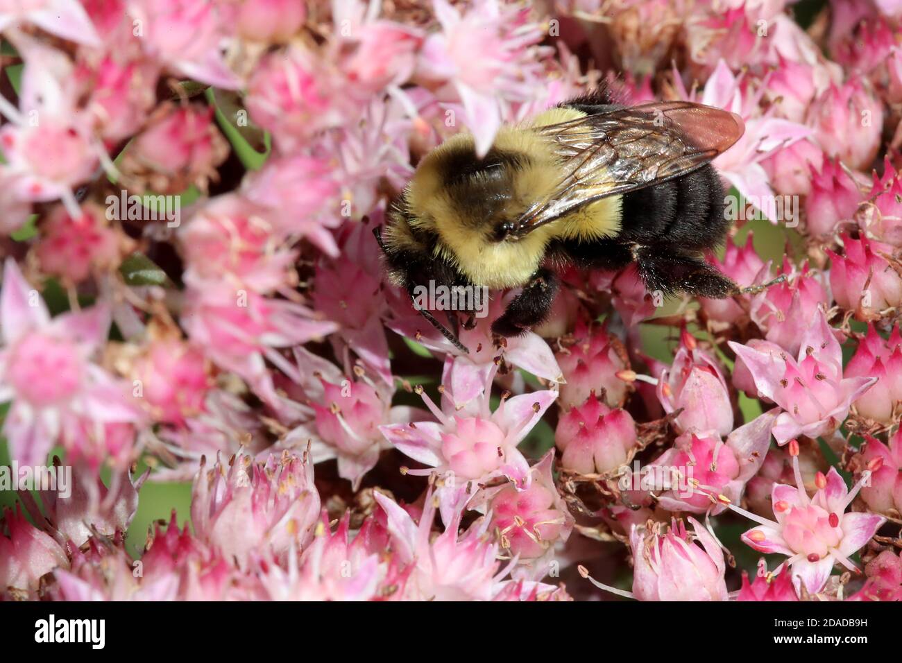 Bumble Bee's pollinating in a backyard. London Ontario Canada. Luke ...