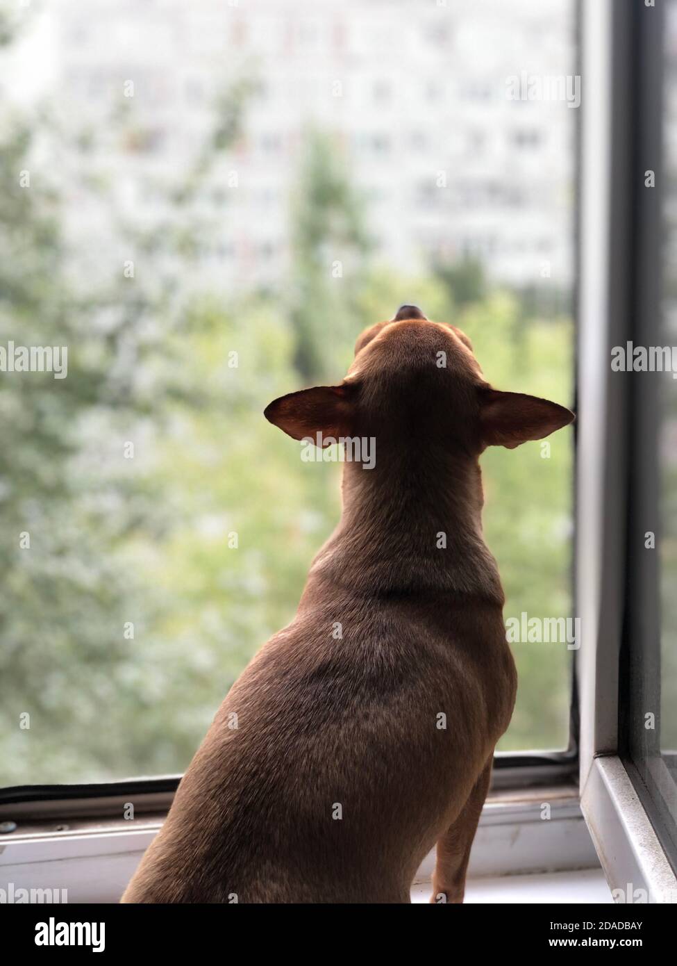 Dog staring out if window hi-res stock photography and images - Alamy