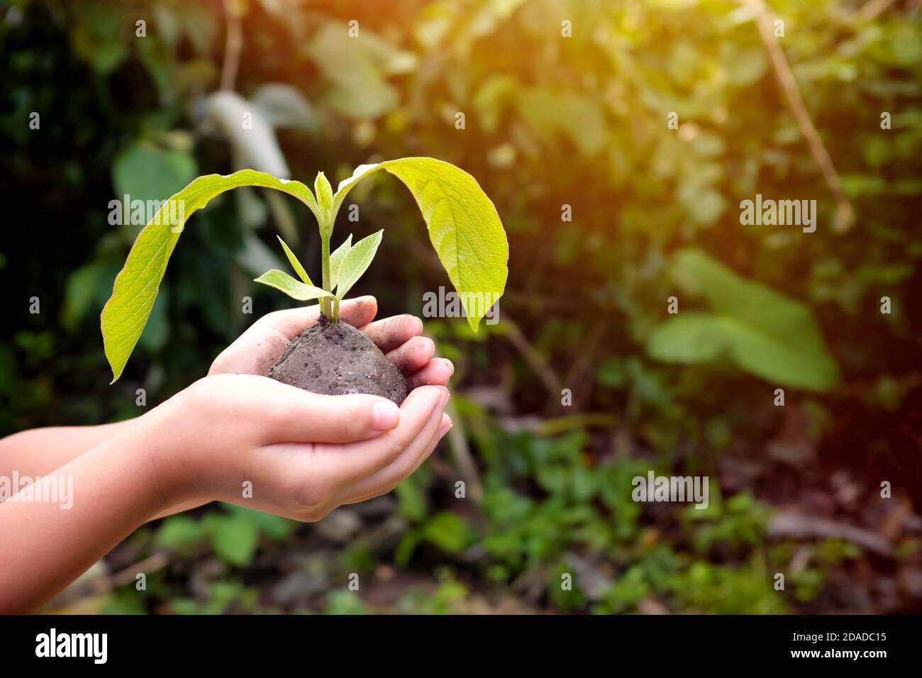 Child hands holding a tree sapling or seedling at sunrise. World ...