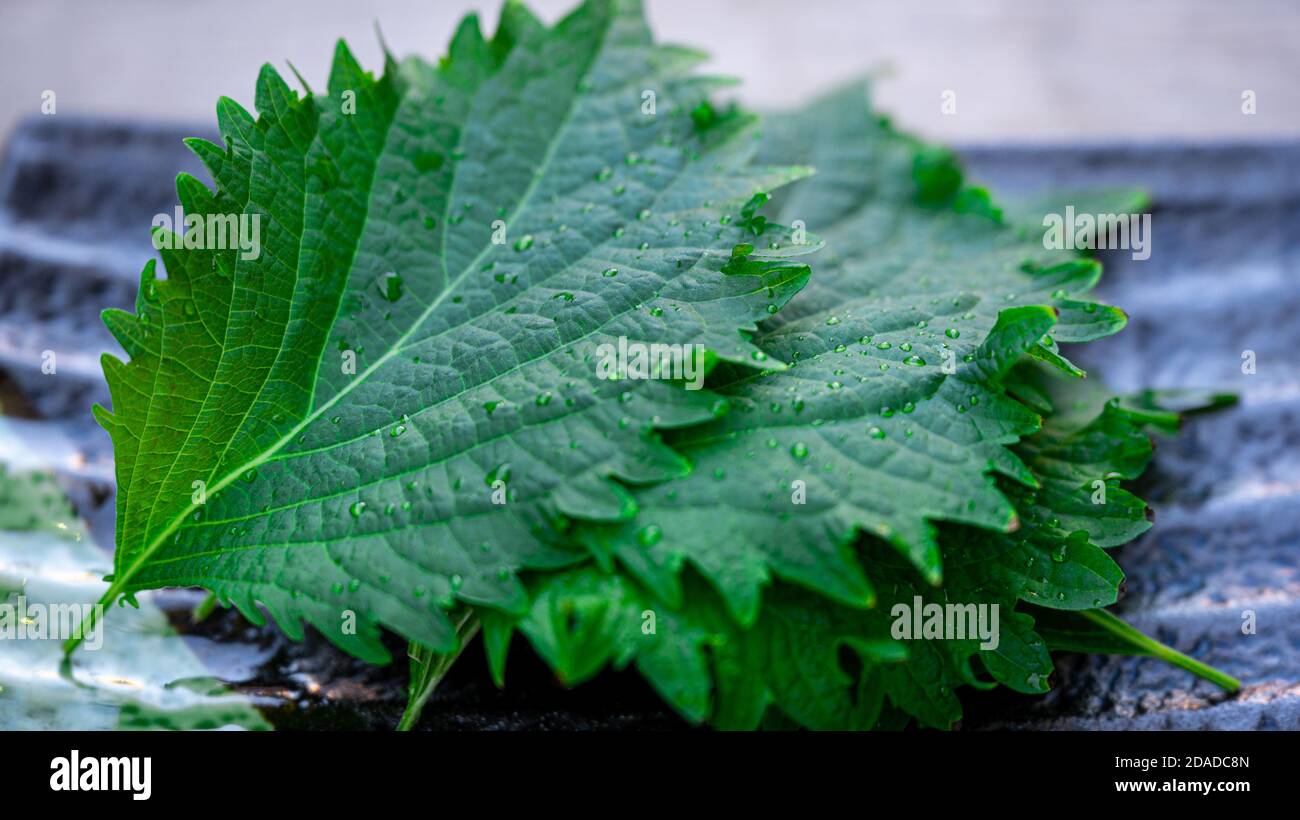Shiso leaves / Perilla leaves Stock Photo - Alamy