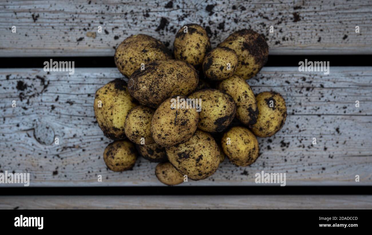 Dirty potato hi-res stock photography and images - Alamy