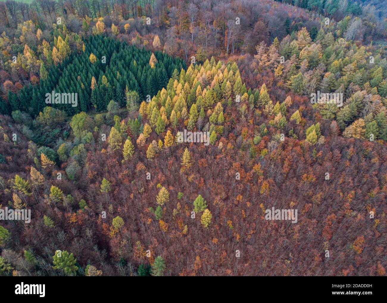 Aerial view Beautiful green, orange and red autumn forest, many trees ...