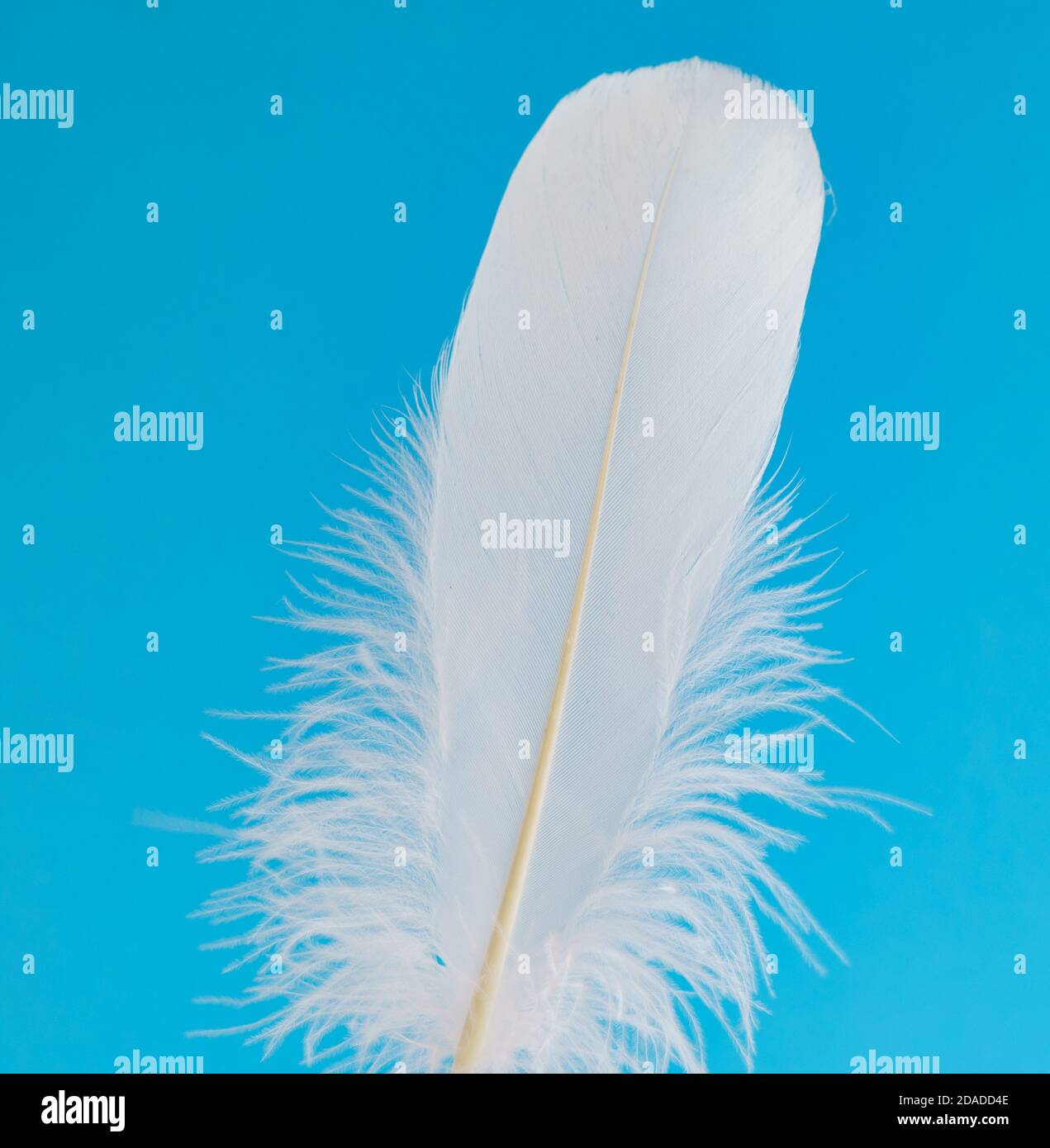 Bird wing on blue hi-res stock photography and images - Alamy