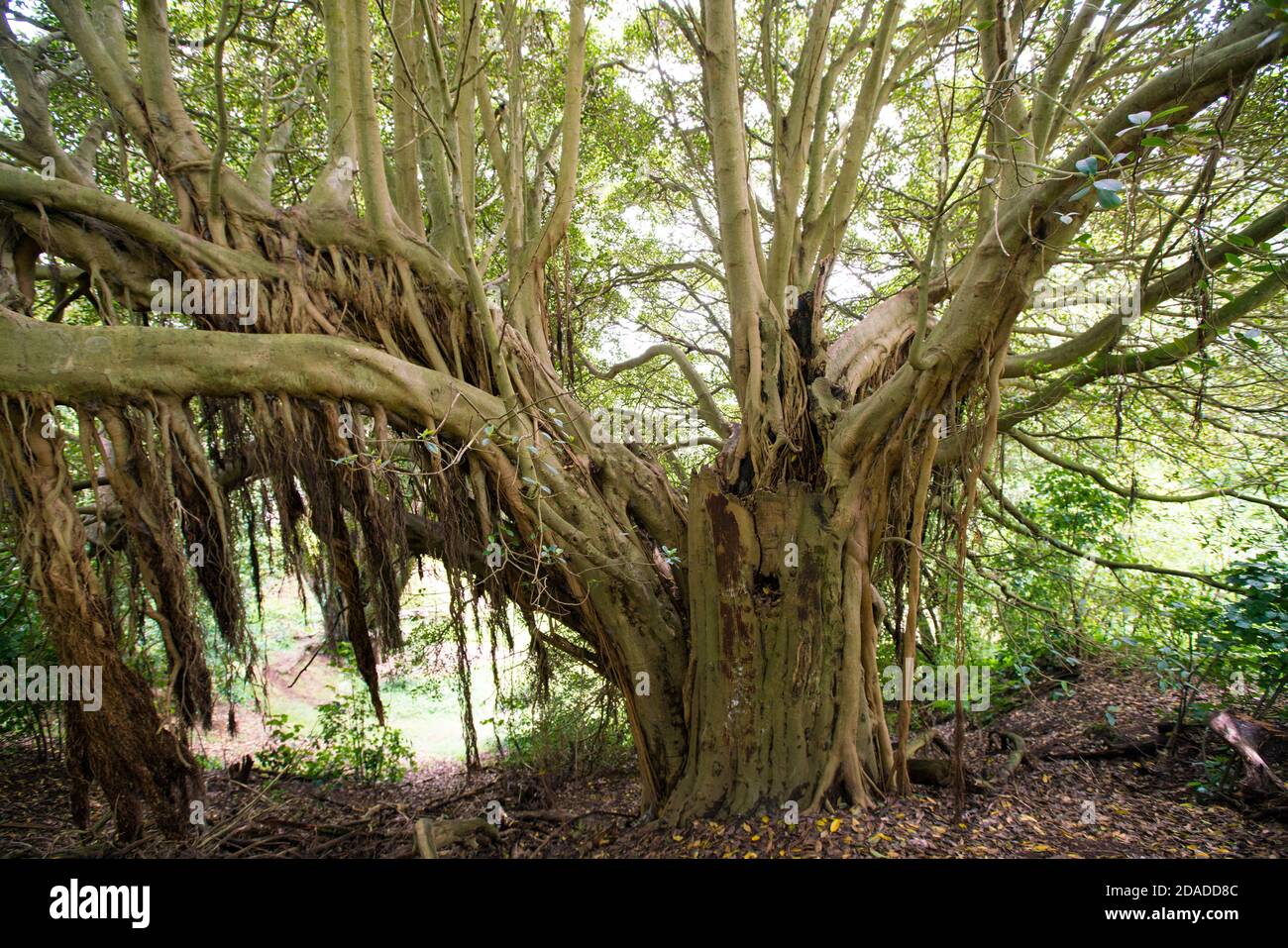 Old banyan tree hi-res stock photography and images - Alamy