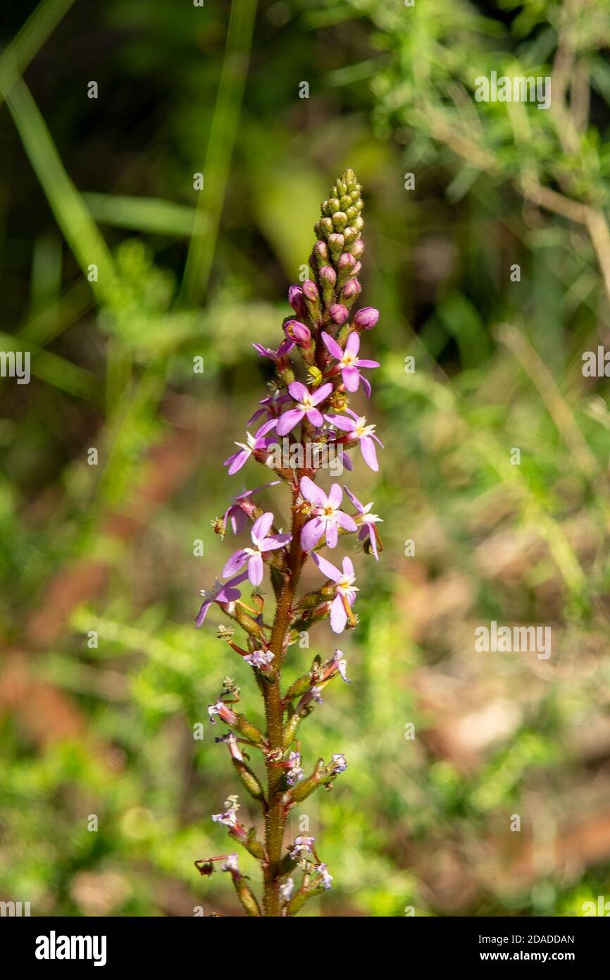 Stylidium gramminifolium, Trigger Plant Stock Photo - Alamy